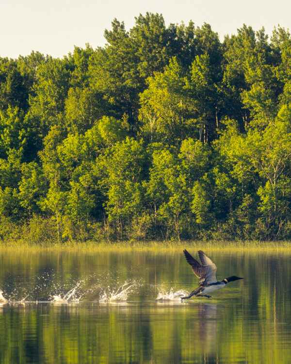 ABOUT - Platinum Bank